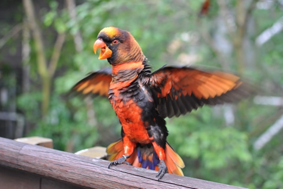 pseudeos #283532 - uludağ sözlük galeri