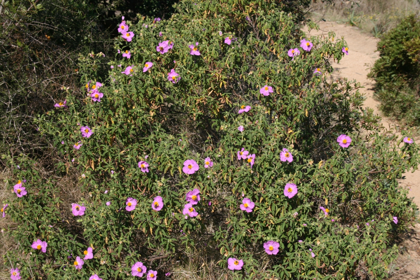 sayfa bulunamadı - uludağ sözlük galeri